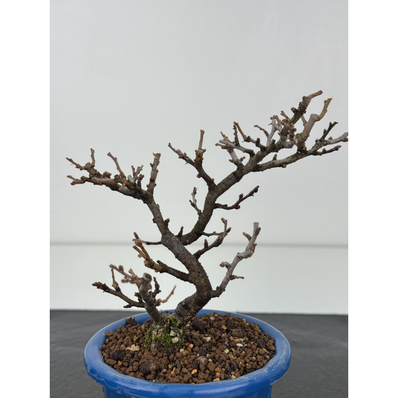 Chaenomeles chojubai I-8354