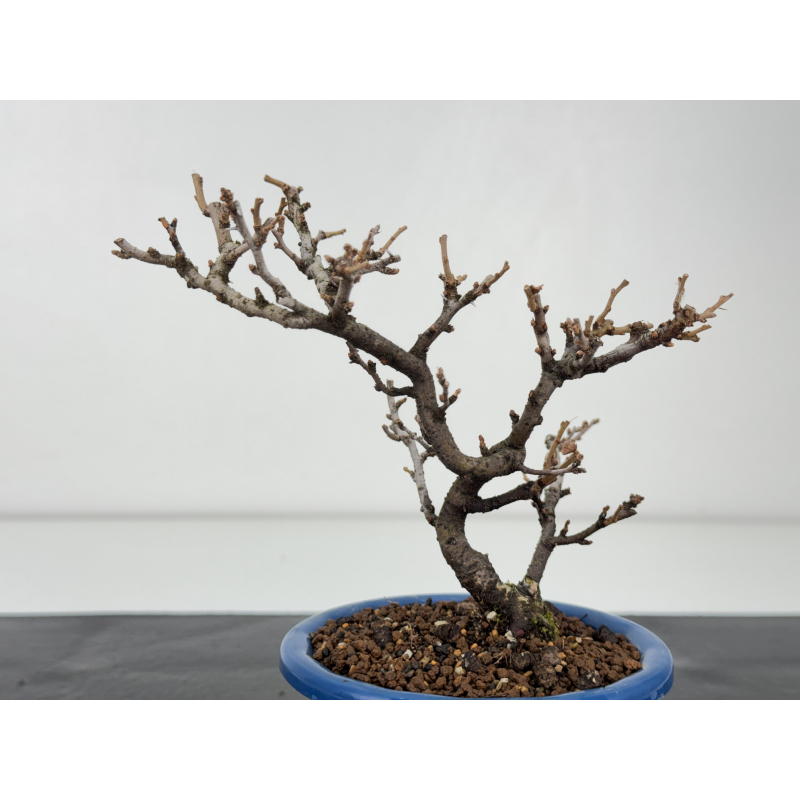 Chaenomeles chojubai I-8354