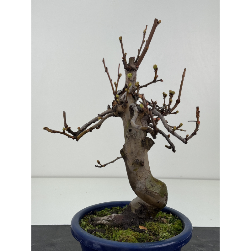 Pseudocydonia sinensis I-8357