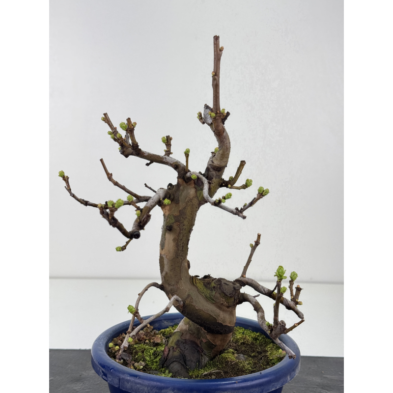 Pseudocydonia sinensis I-8358