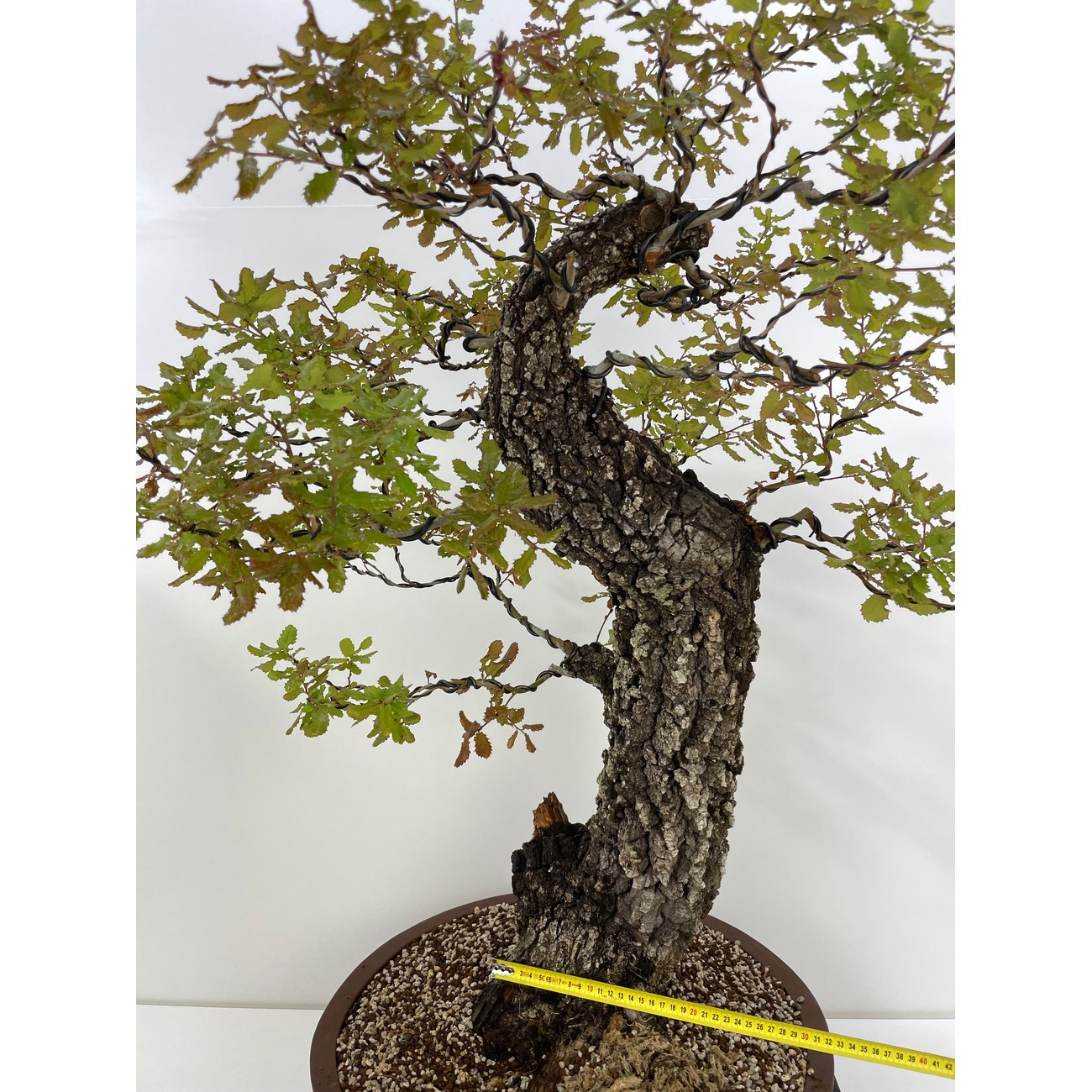 QUERCUS FAGINEA (QUEGIJO) I-4697