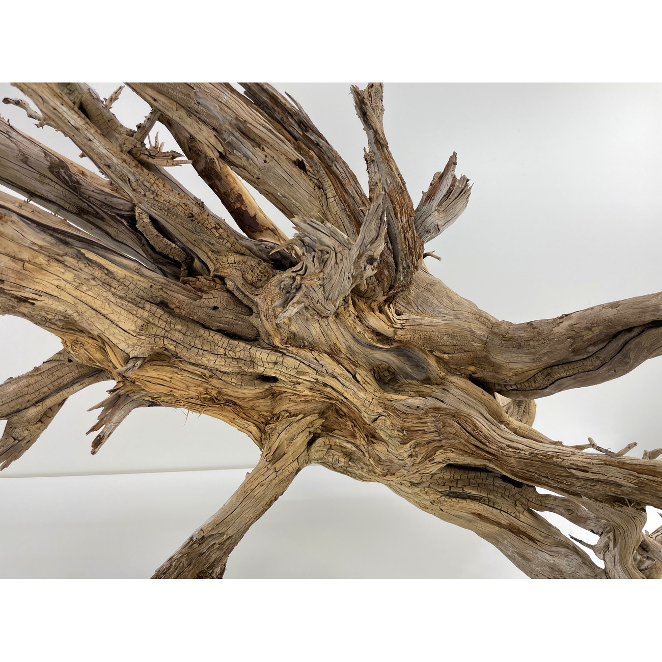 Wood for tanuki bonsai 46