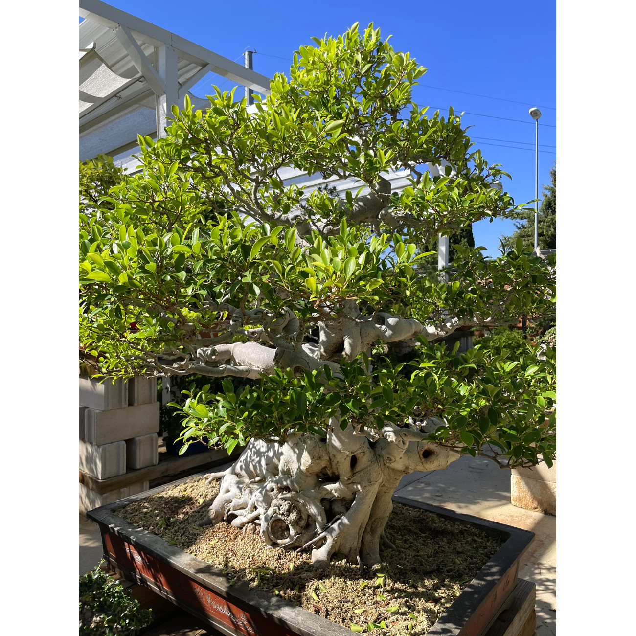 FICUS RETUSA XXXL