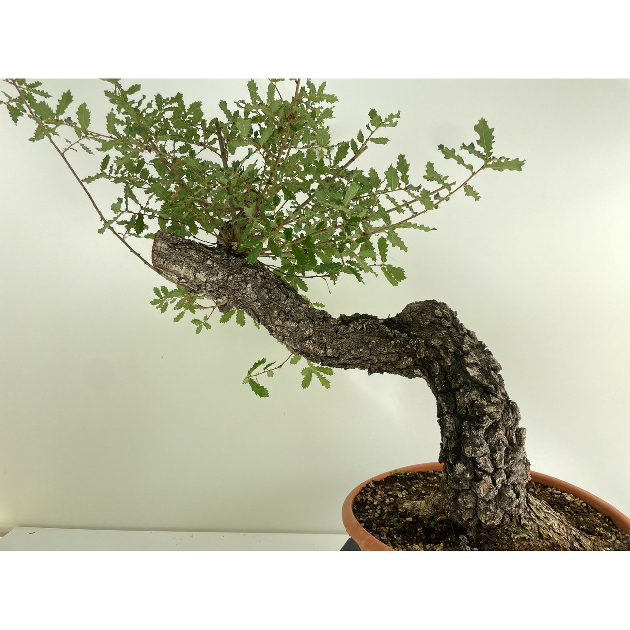 QUERCUS FAGINEA (QUEJIGO) I-5102