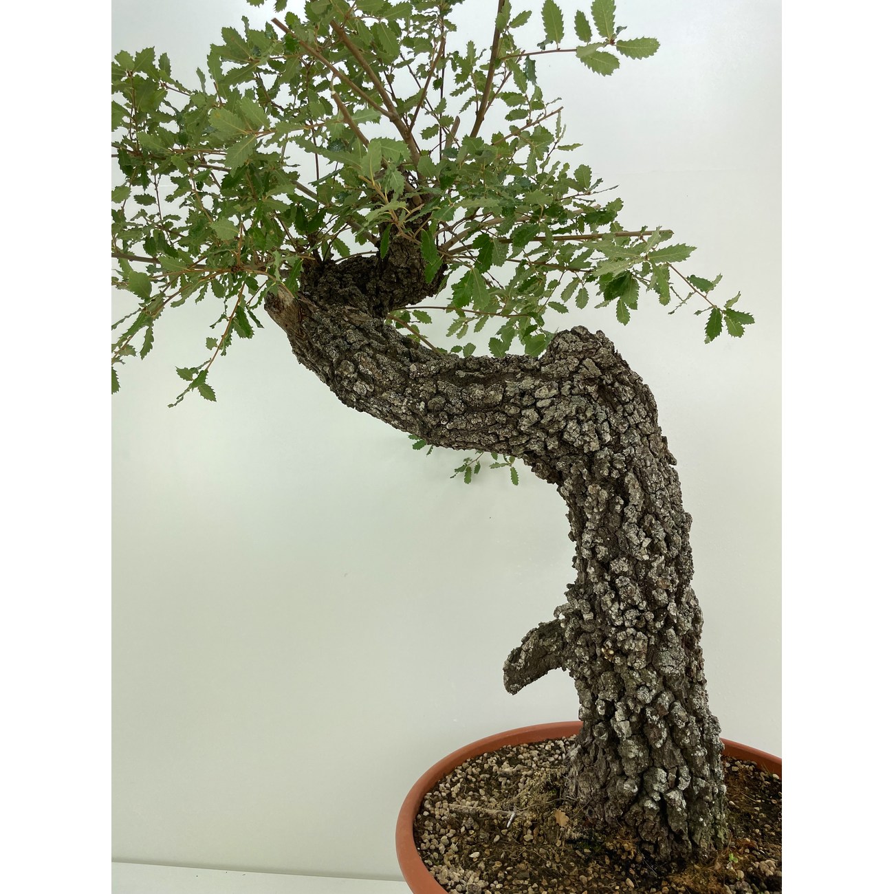 QUERCUS FAGINEA (QUEJIGO) I-5109