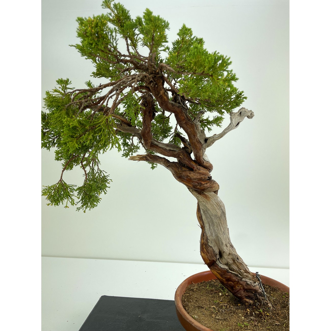 JUNIPERUS SABINA (SABINA RASTRERA) A00919