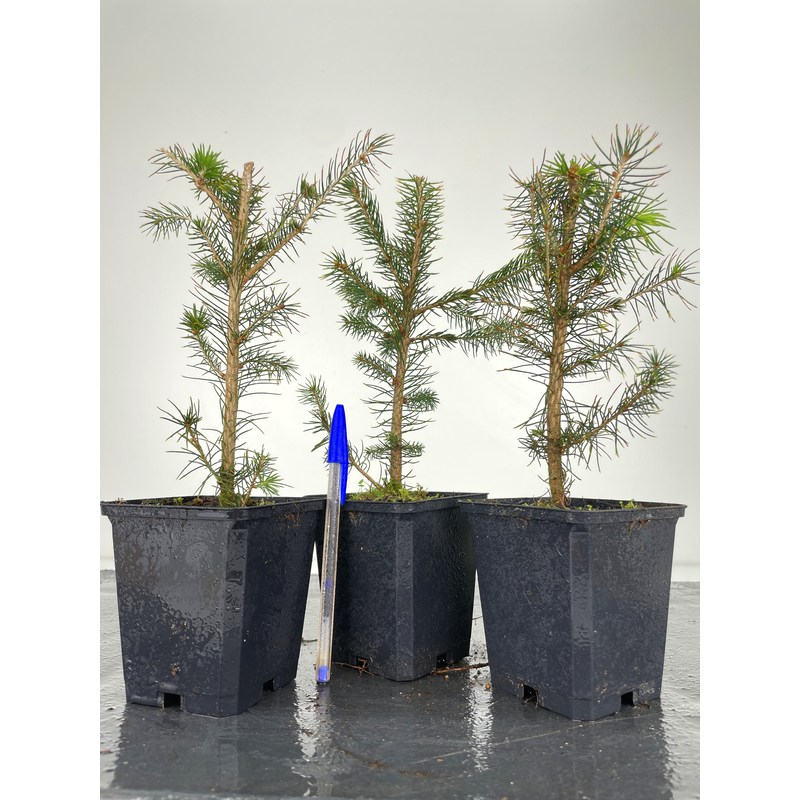 Picea abies I-4499