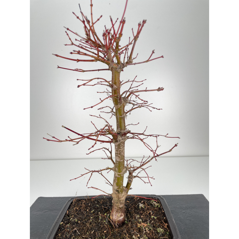 Acer palmatum seigen I-6290