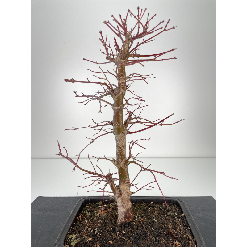 Acer palmatum seigen I-6290