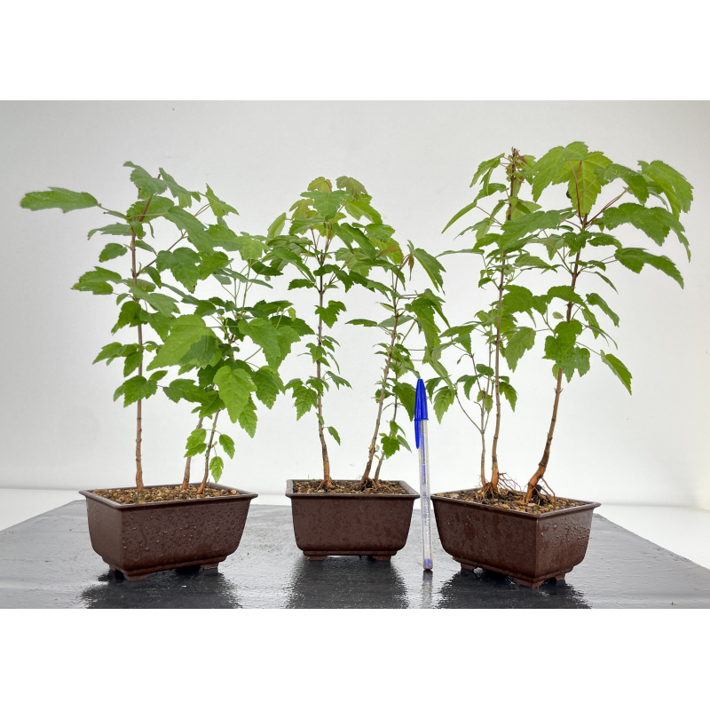 Acer ginnala baby-bonsái I-6407 | Laos Garden