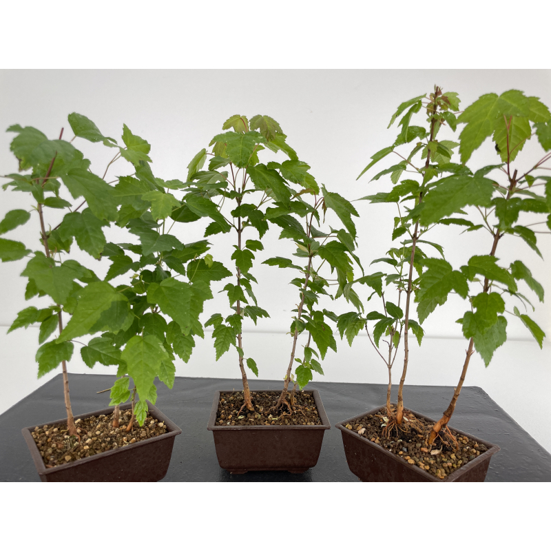 Acer ginnala baby-bonsái I-6407 | Laos Garden