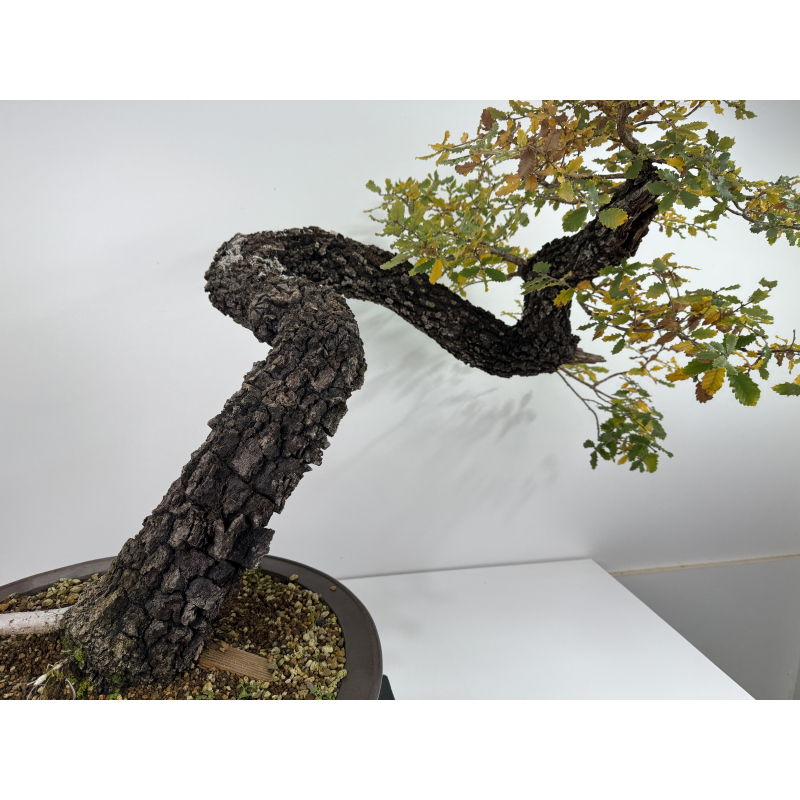 Quercus faginea -quejigo- bonsái I-6729 | Laos Garden