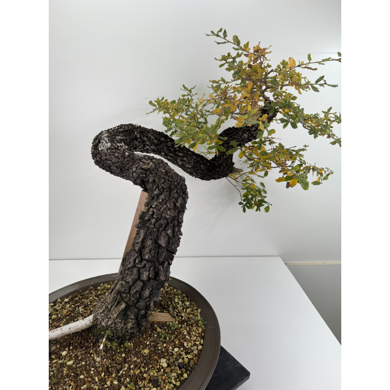 Quercus faginea -quejigo- bonsái I-6729 | Laos Garden