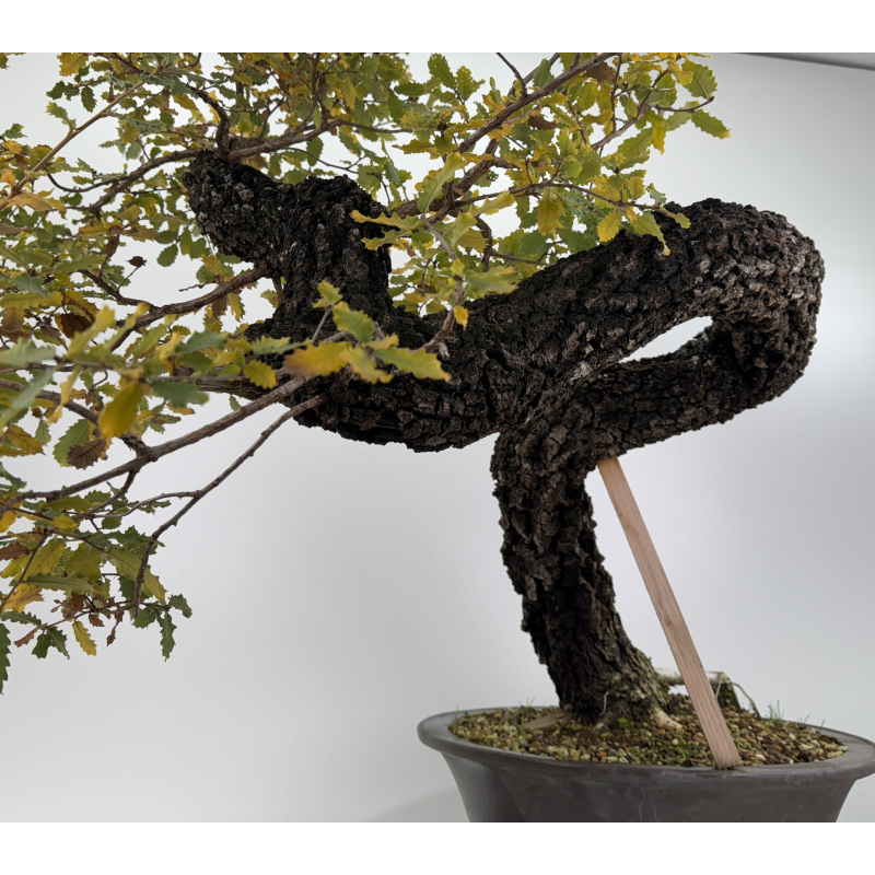 Quercus faginea -quejigo- bonsái I-6729 | Laos Garden