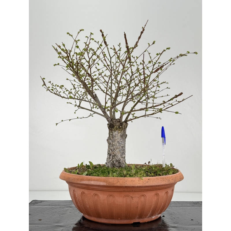 Ulmus -olmo- minor bonsái I-6948 | Laos Garden