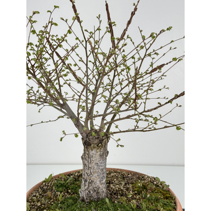 Ulmus -olmo- minor bonsái I-6948 | Laos Garden