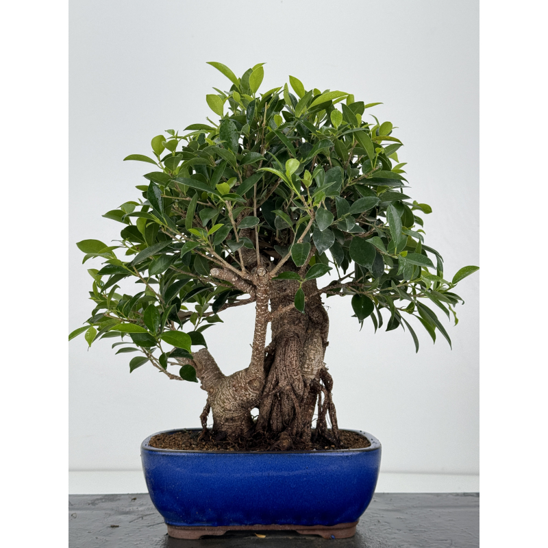 Ficus retusa bonsái I-7068 | Laos Garden