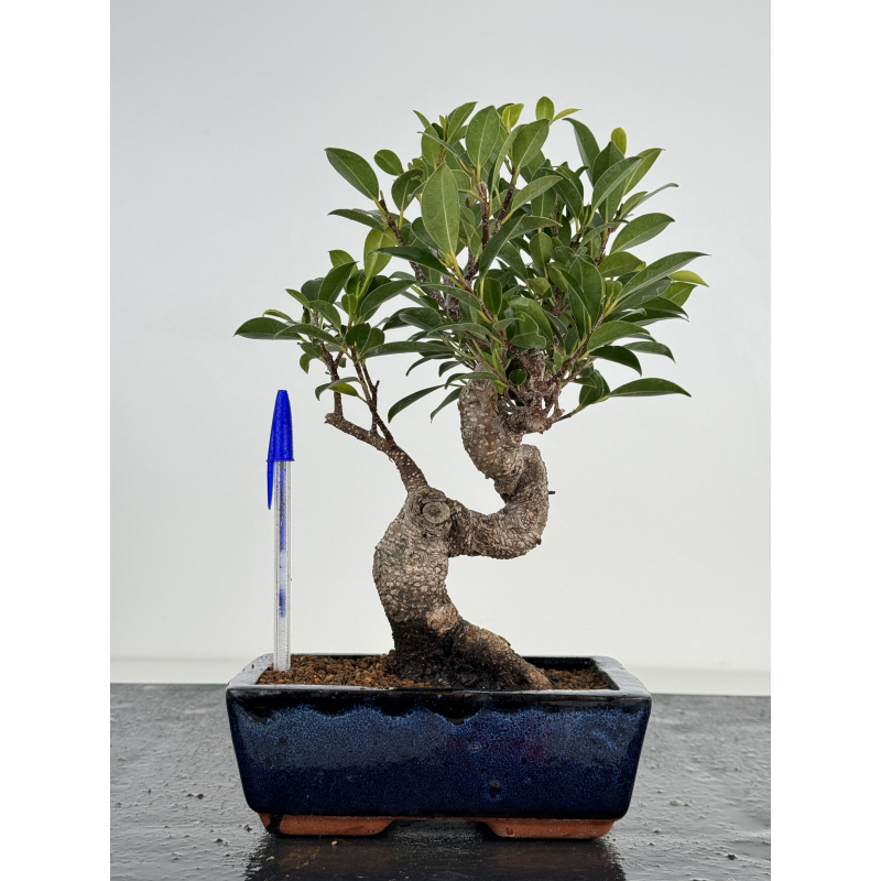 Ficus retusa bonsái I-7080 | Laos Garden