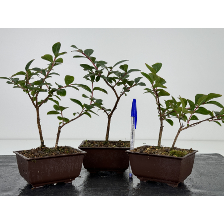 Lagerstroemia indica baby-bonsái I-7256B | Laos Garden