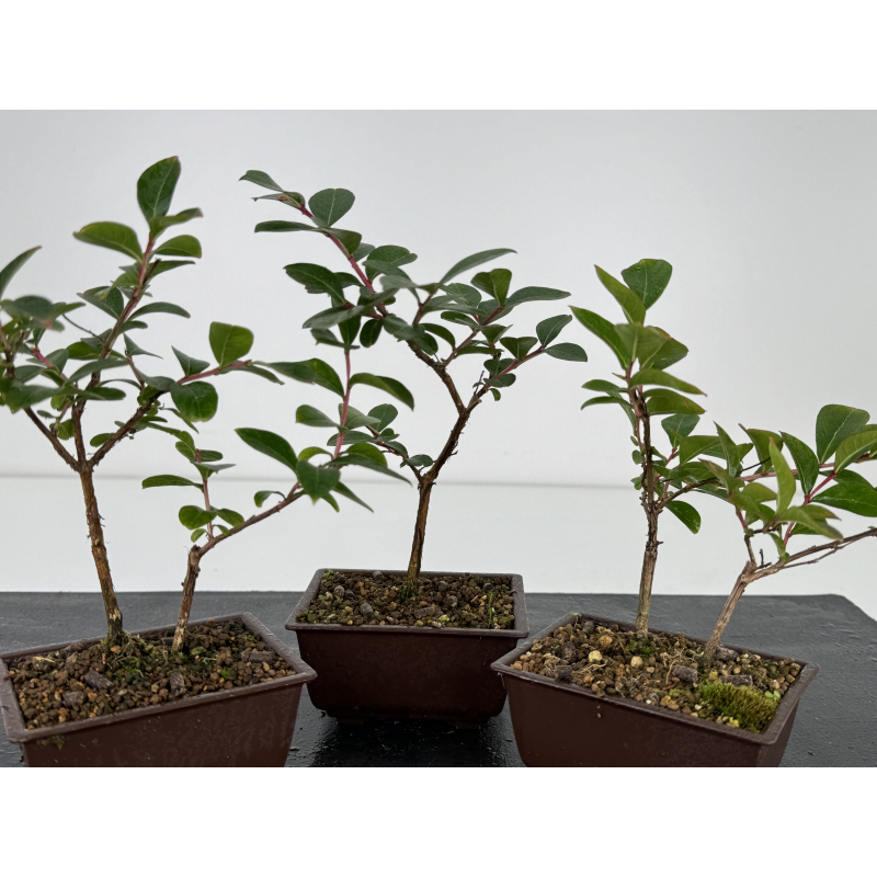 Lagerstroemia indica baby-bonsái I-7256B | Laos Garden