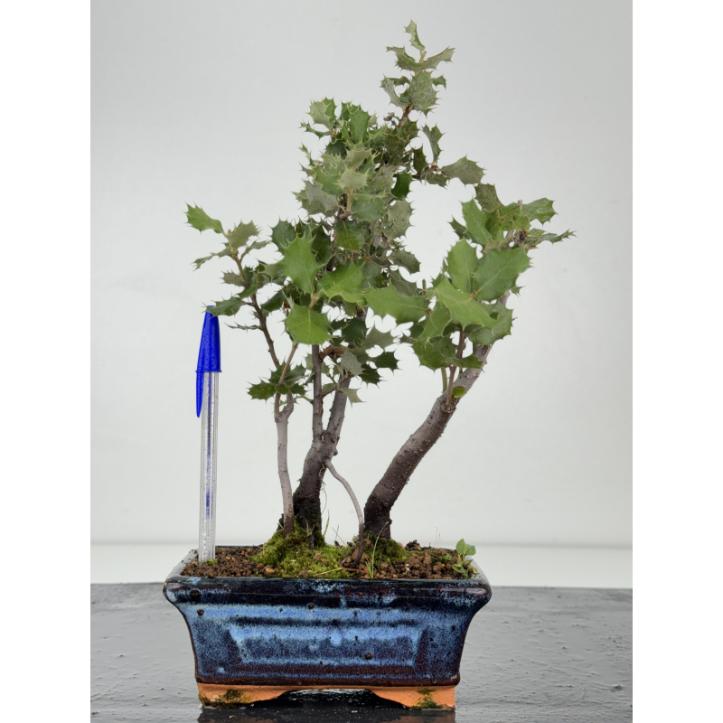 Quercus ilex -encina- bonsái I-7340 | Laos Garden