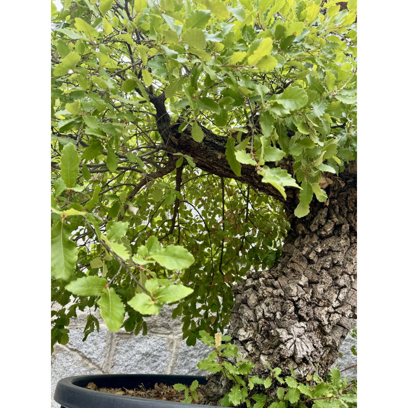 Quercus faginea Niwaki 2