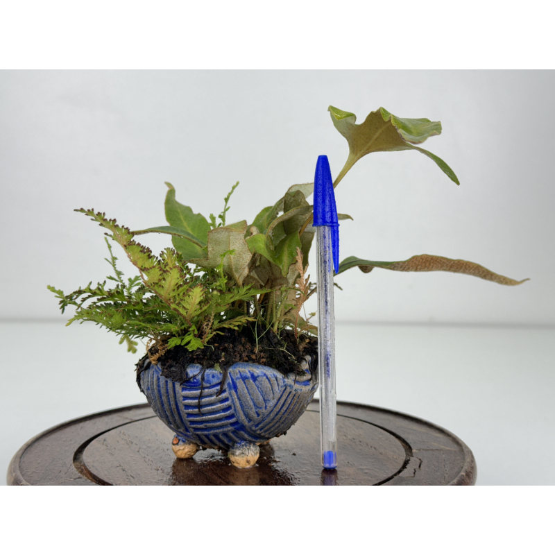 Japanese fern + pirrosia I-7425