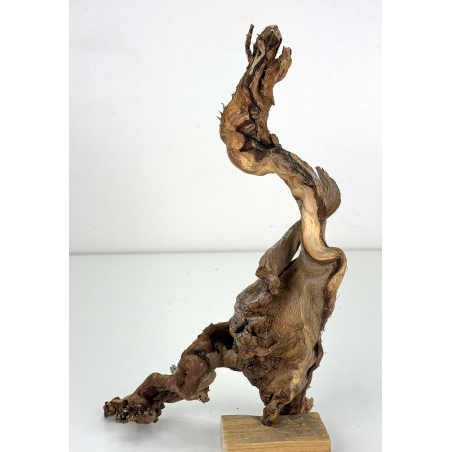 Wood for tanuki bonsai 143