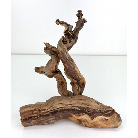 Wood for tanuki bonsai 166