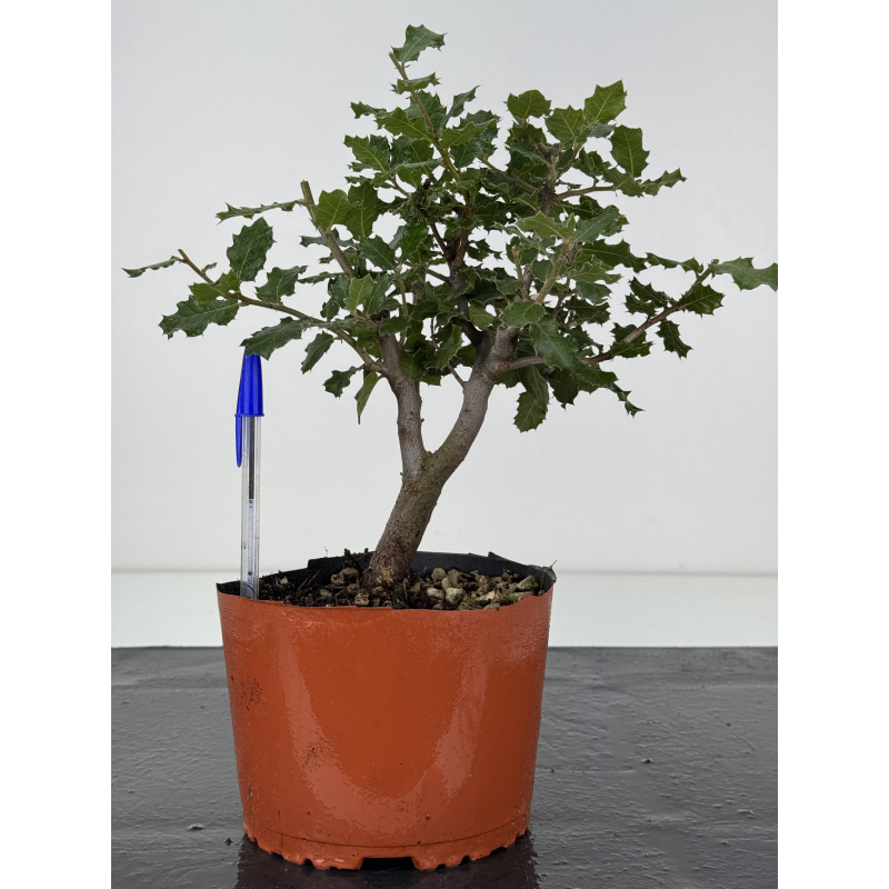 Quercus ilex -encina- pre-bonsái I-7507 | Laos Garden