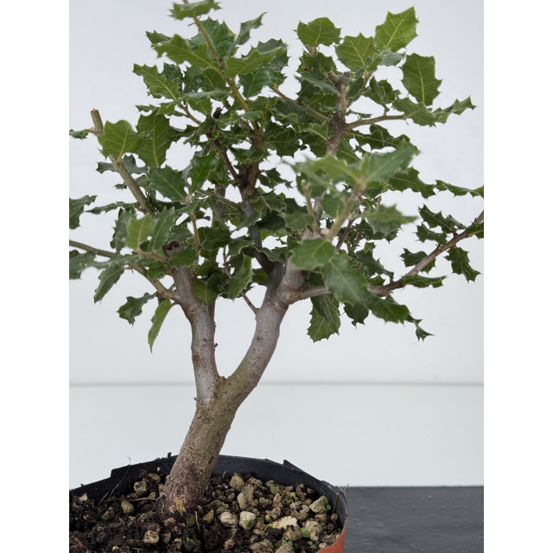 Quercus ilex -encina- pre-bonsái I-7507 | Laos Garden