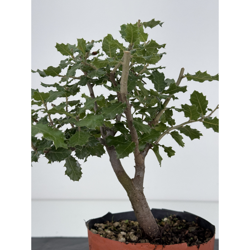 Quercus ilex -encina- pre-bonsái I-7507 | Laos Garden
