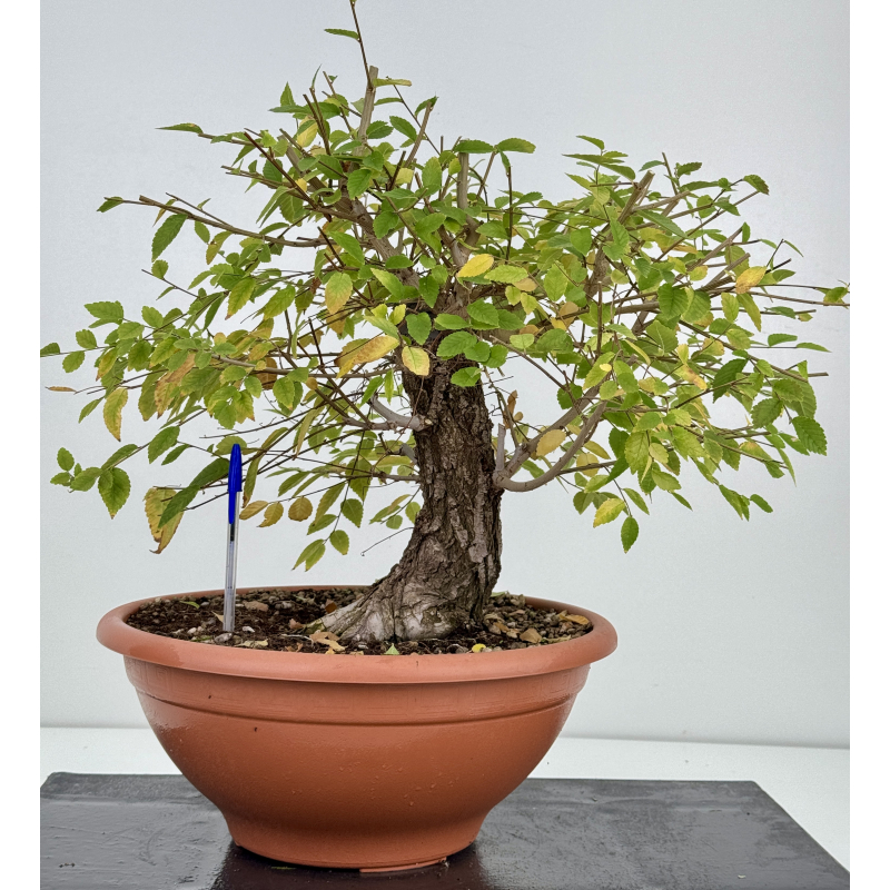 Ulmus -olmo- minor bonsái I-7515 | Laos Garden