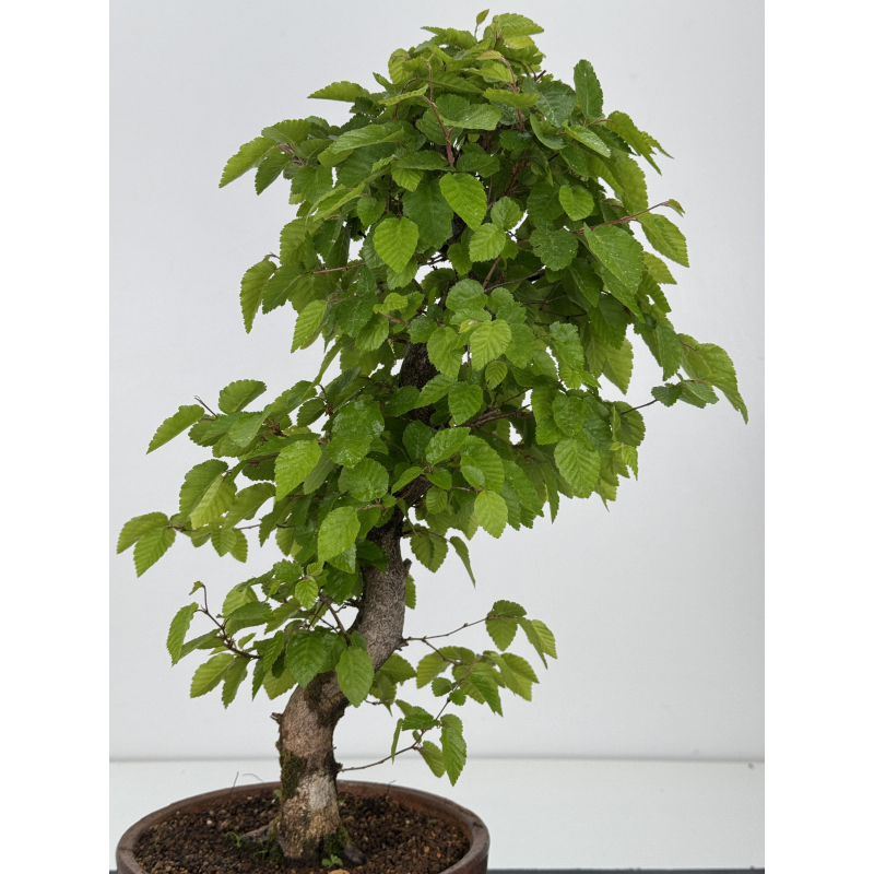 Carpinus coreana I-7977