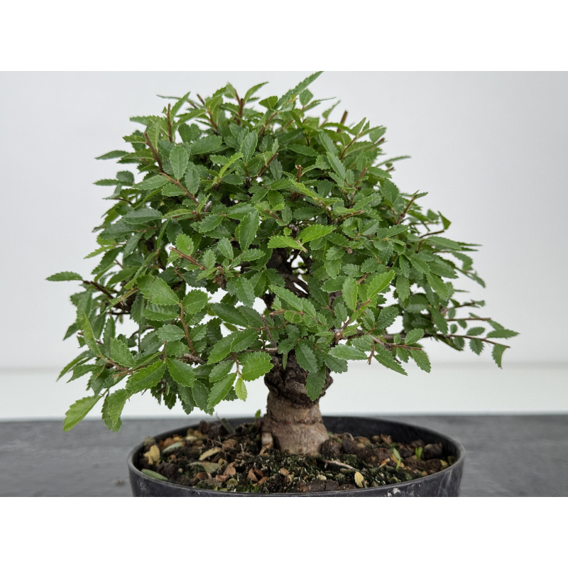 Zelkova nire I-8078