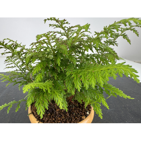 Japanese fern I-8173