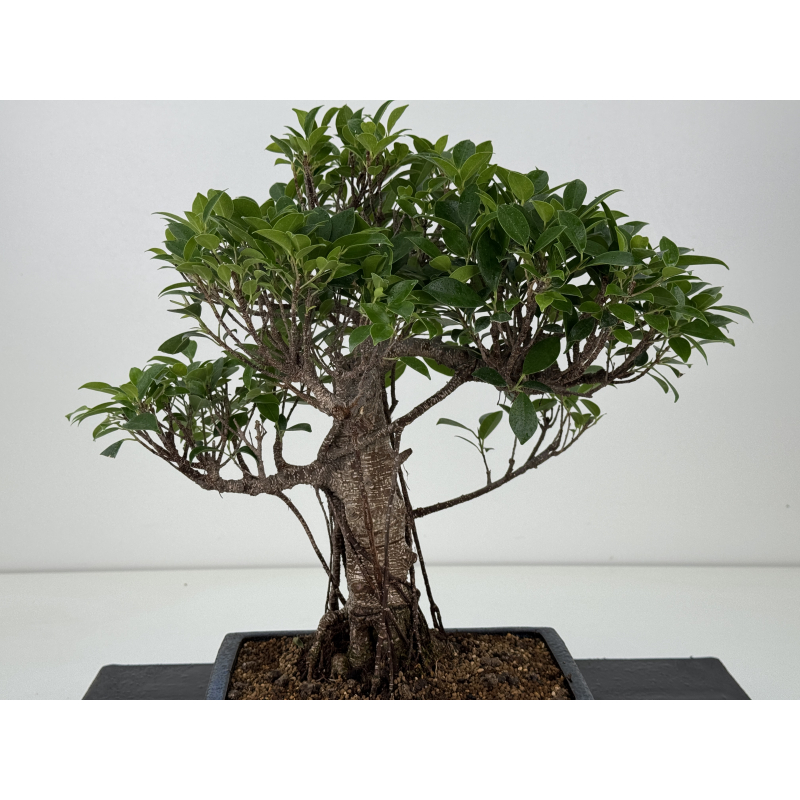 Ficus retusa I-8197