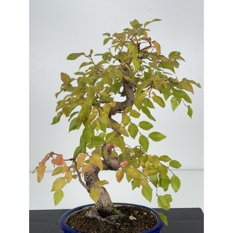 Carpinus coreana I-8237