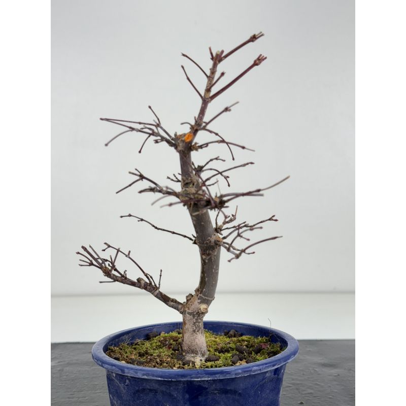 Acer palmatum deshojo I-8285