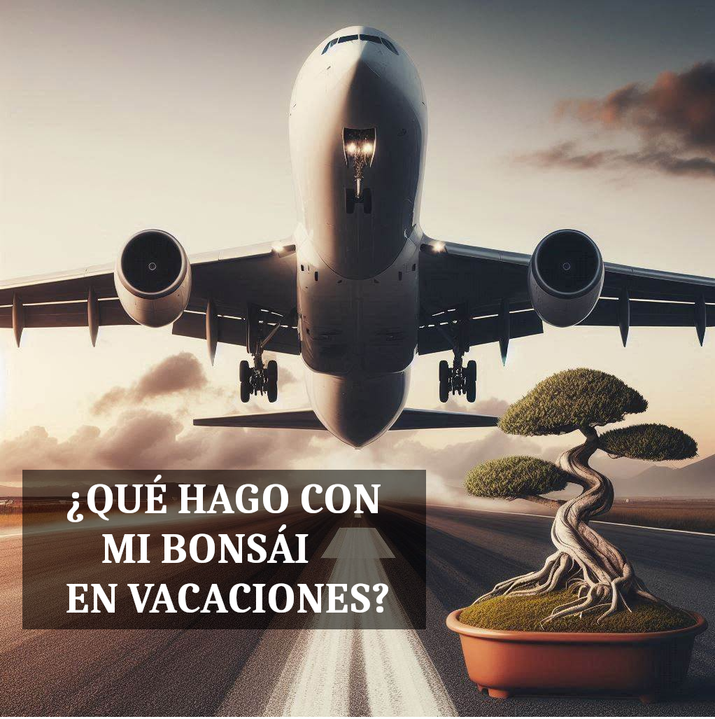 ME VOY DE VACACIONES ¿QUÉ HAGO CON MIS BONSÁIS? - Laos Garden Blog
